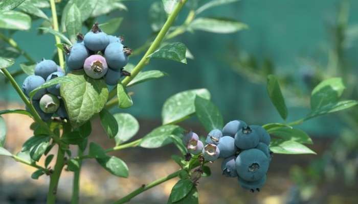Blueberry Cultivation Thrives in Jabal Akhdar: A New Milestone In Omani ...
